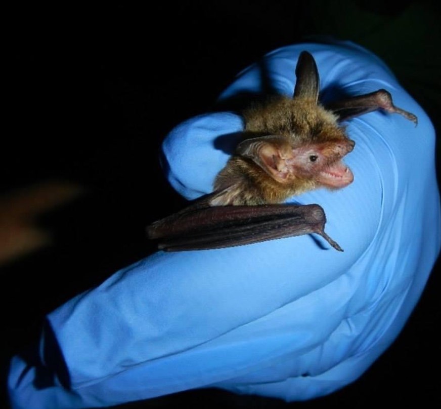 Northern Long-Eared Bat Now Endangered | TRC